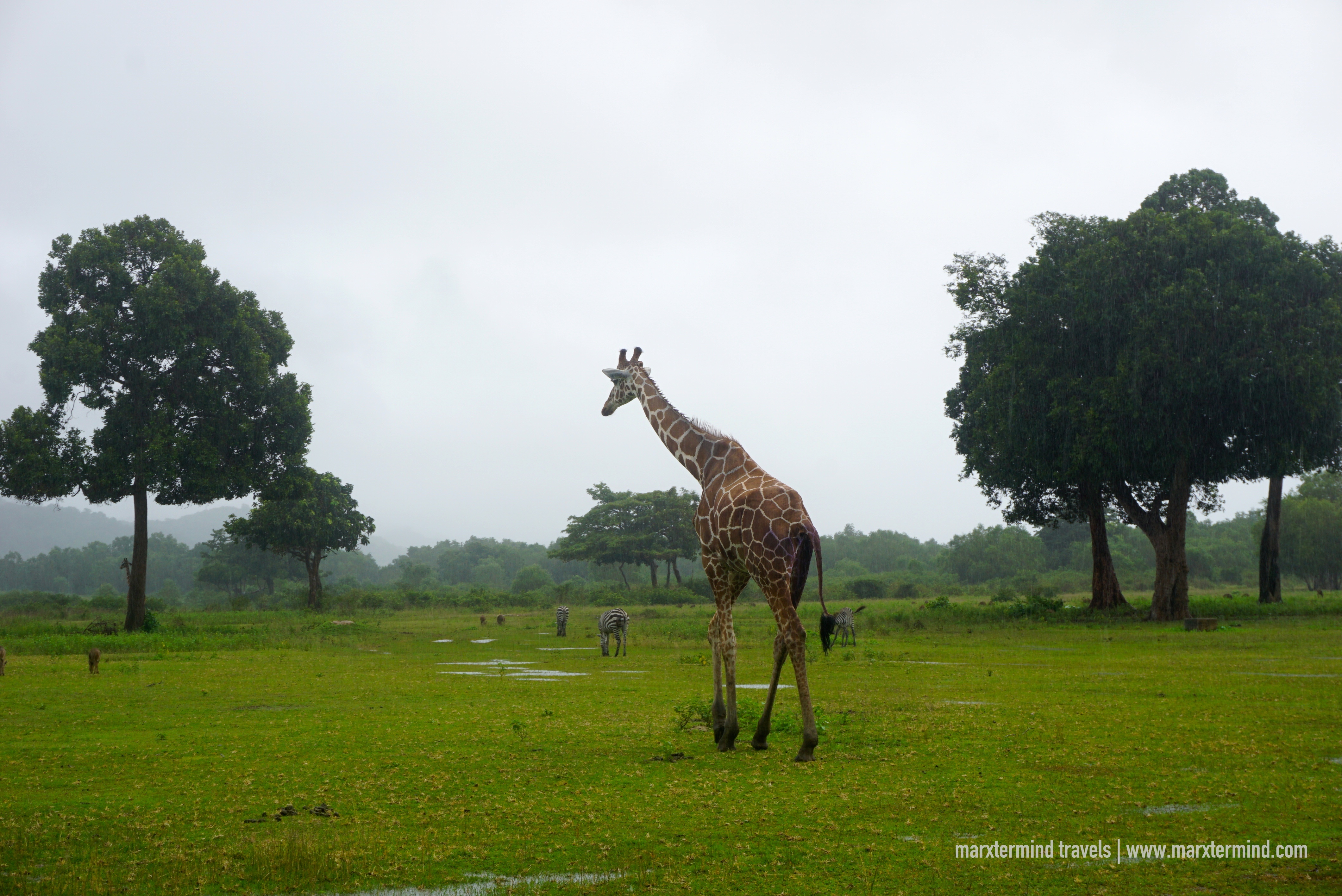 Calauit Safari Tour – Wildlife Park, Pamalican Island and Concepcion ...